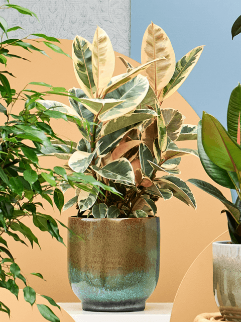 how to care for ficus elastica - Leafy Life