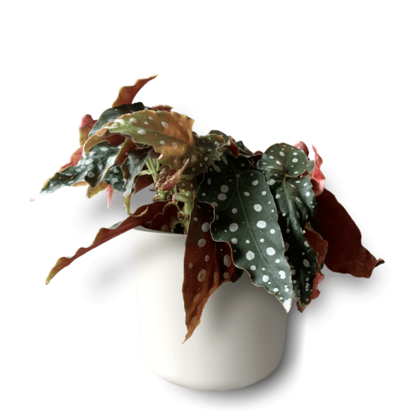 how to care for begonia maculata ⋆ Leafy Life