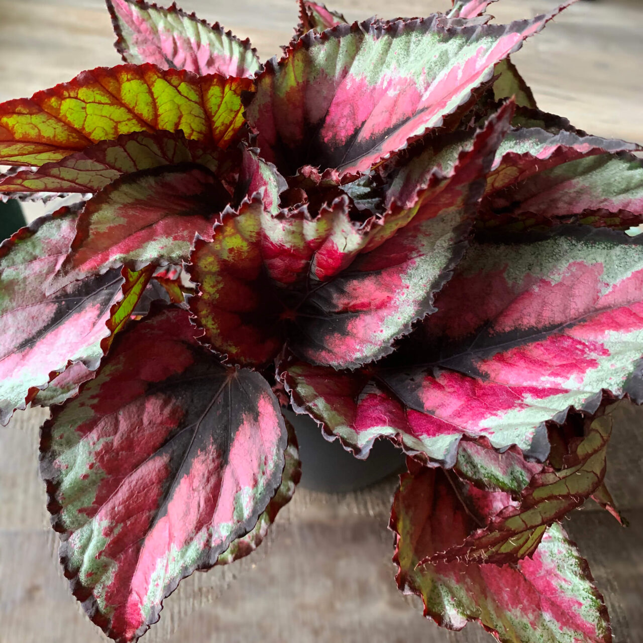 how to care for begonia rex - Leafy Life