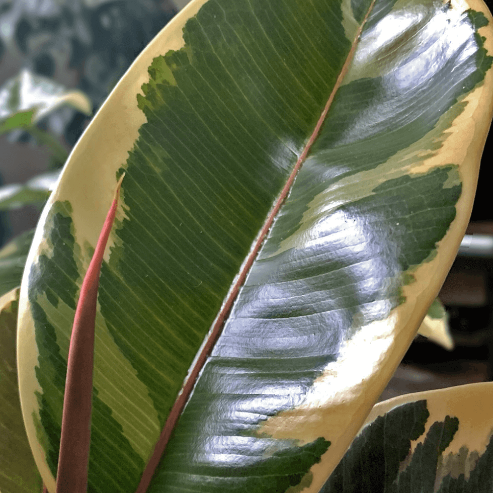 how to care for ficus elastica ⋆ Leafy Life