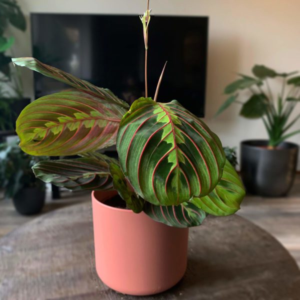 how to care for maranta leuconeura - Leafy Life