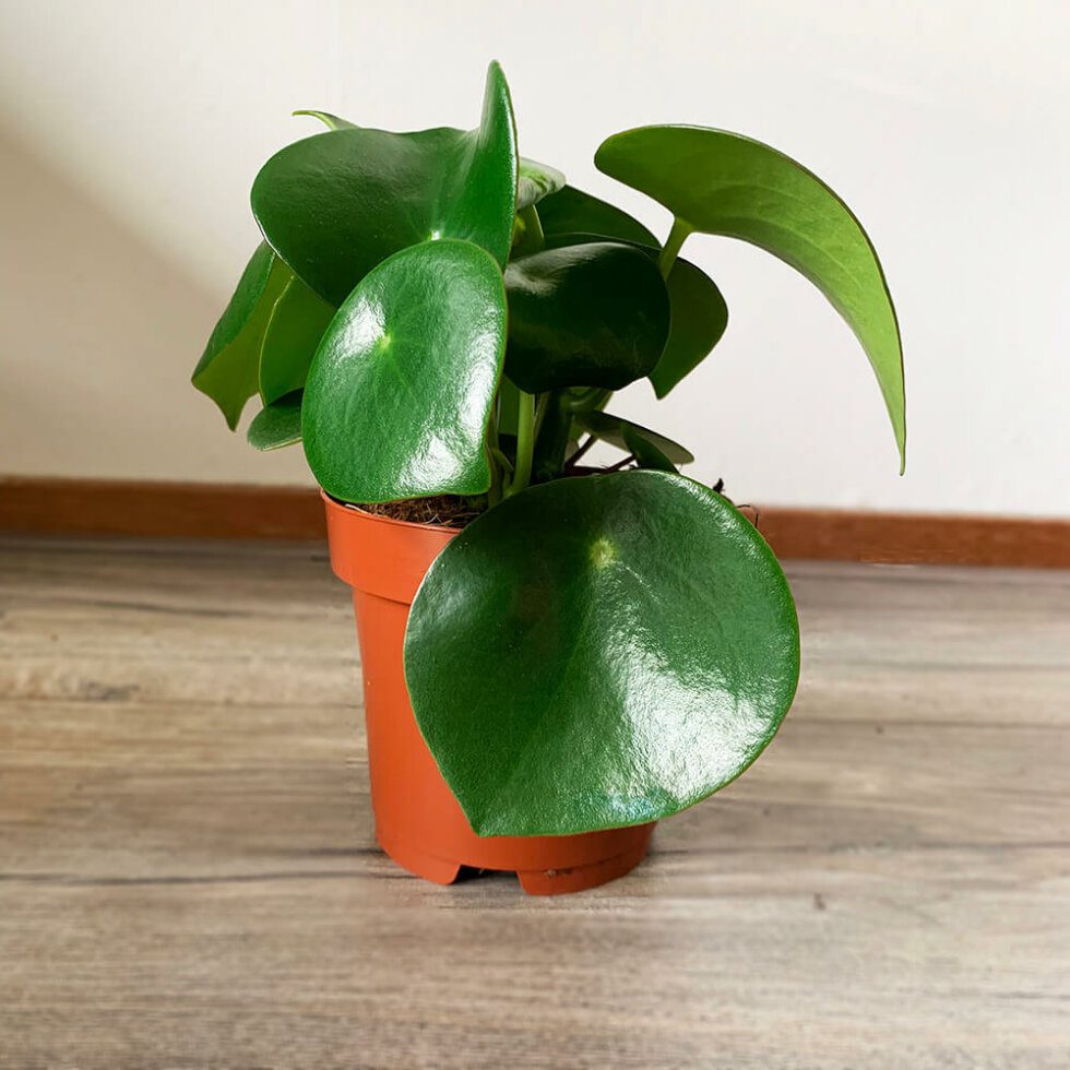 how to care for peperomia ⋆ Leafy Life ⋆ Care instructions & guides