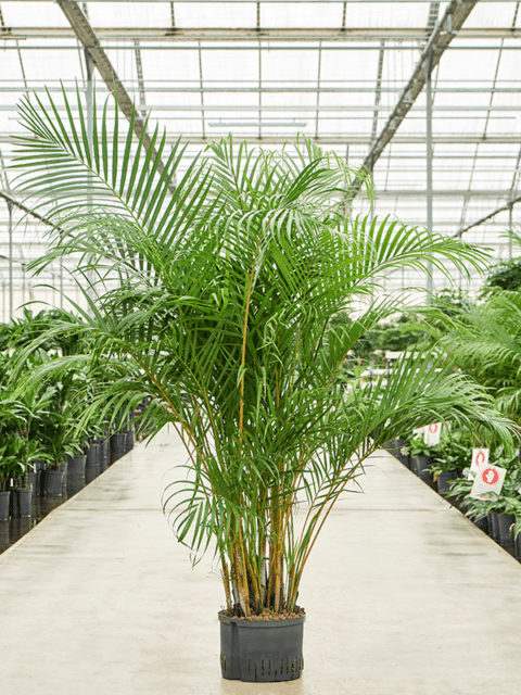 how to care for areca - Leafy Life - Care instructions & guides