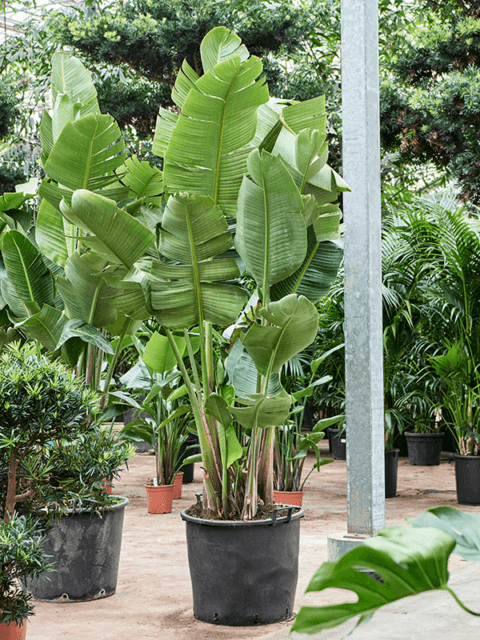 how to care for strelitzia reginae - Leafy Life