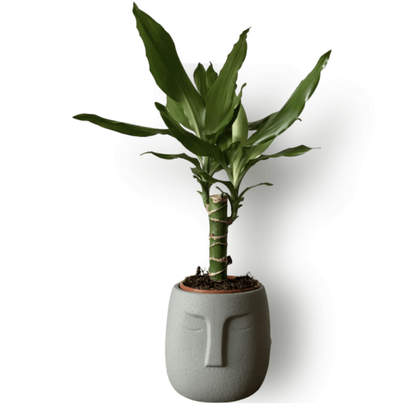 how to care for dracaena fragrans ⋆ Leafy Life