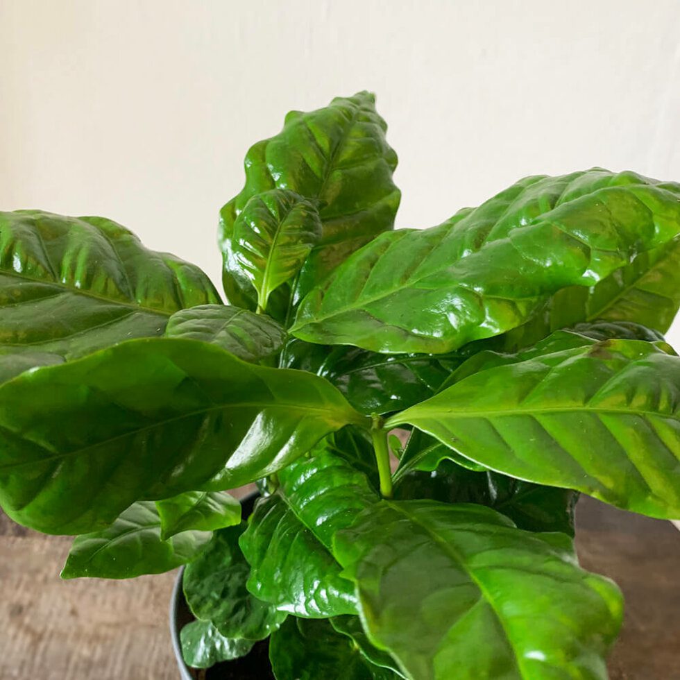how to care for coffea arabica ⋆ Leafy Life