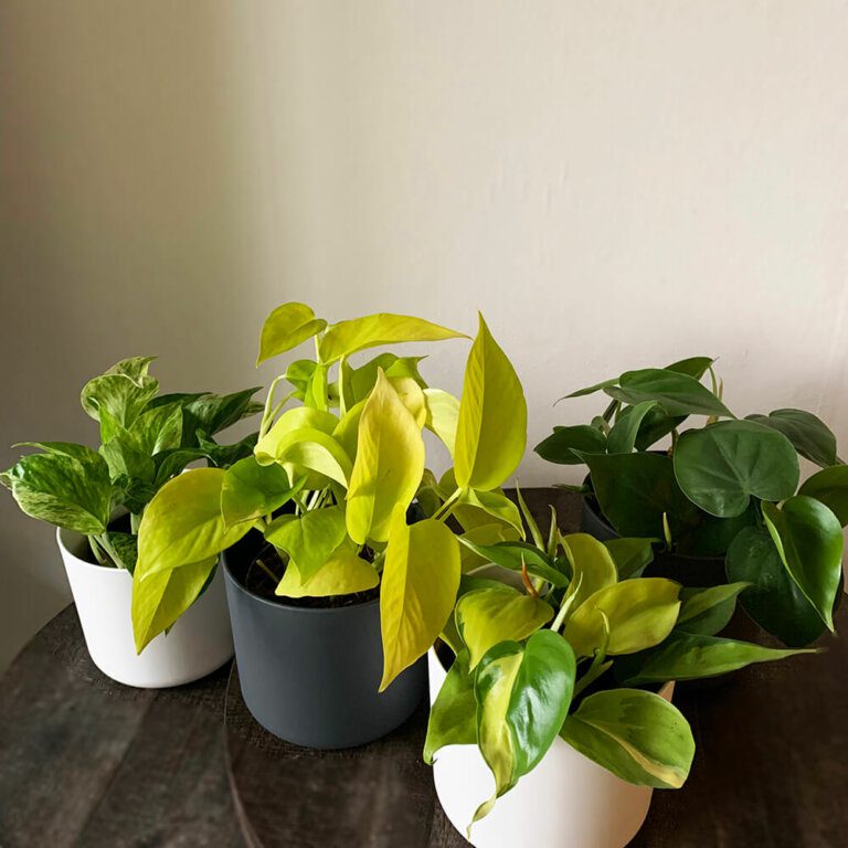 how to care for philodendron scandens ⋆ Leafy Life