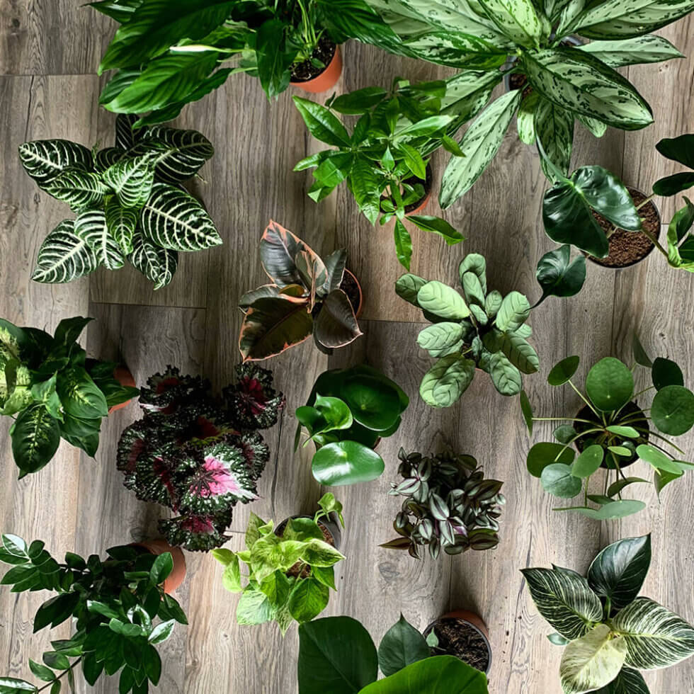 Leafy Life ⋆ Order the happiest plants online ⋆ Handpicked with love