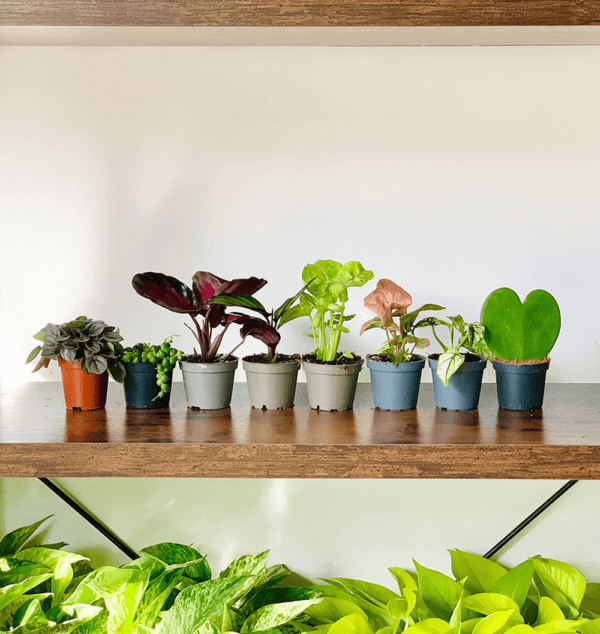 how to care for begonia rex - Leafy Life