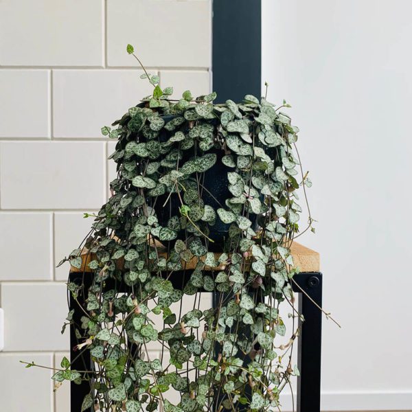 how to care for ceropegia woodii 'string of hearts' - Leafy Life