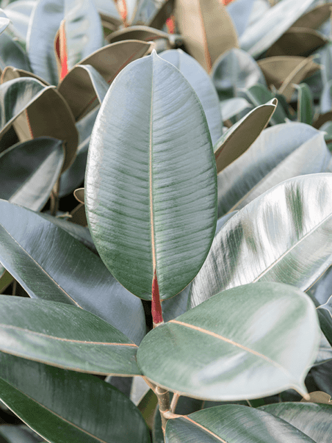 how to care for ficus elastica - Leafy Life